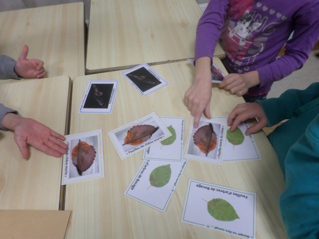 Projet"chauves-souris" - Les écoles maternelle et élémentaire d'Ardin