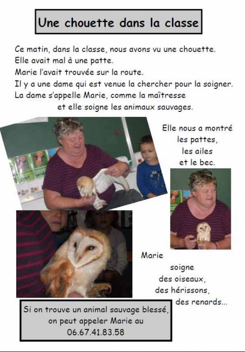 Une Chouette Dans La Classe Des Petits - Ecole Gutenberg Parthenay