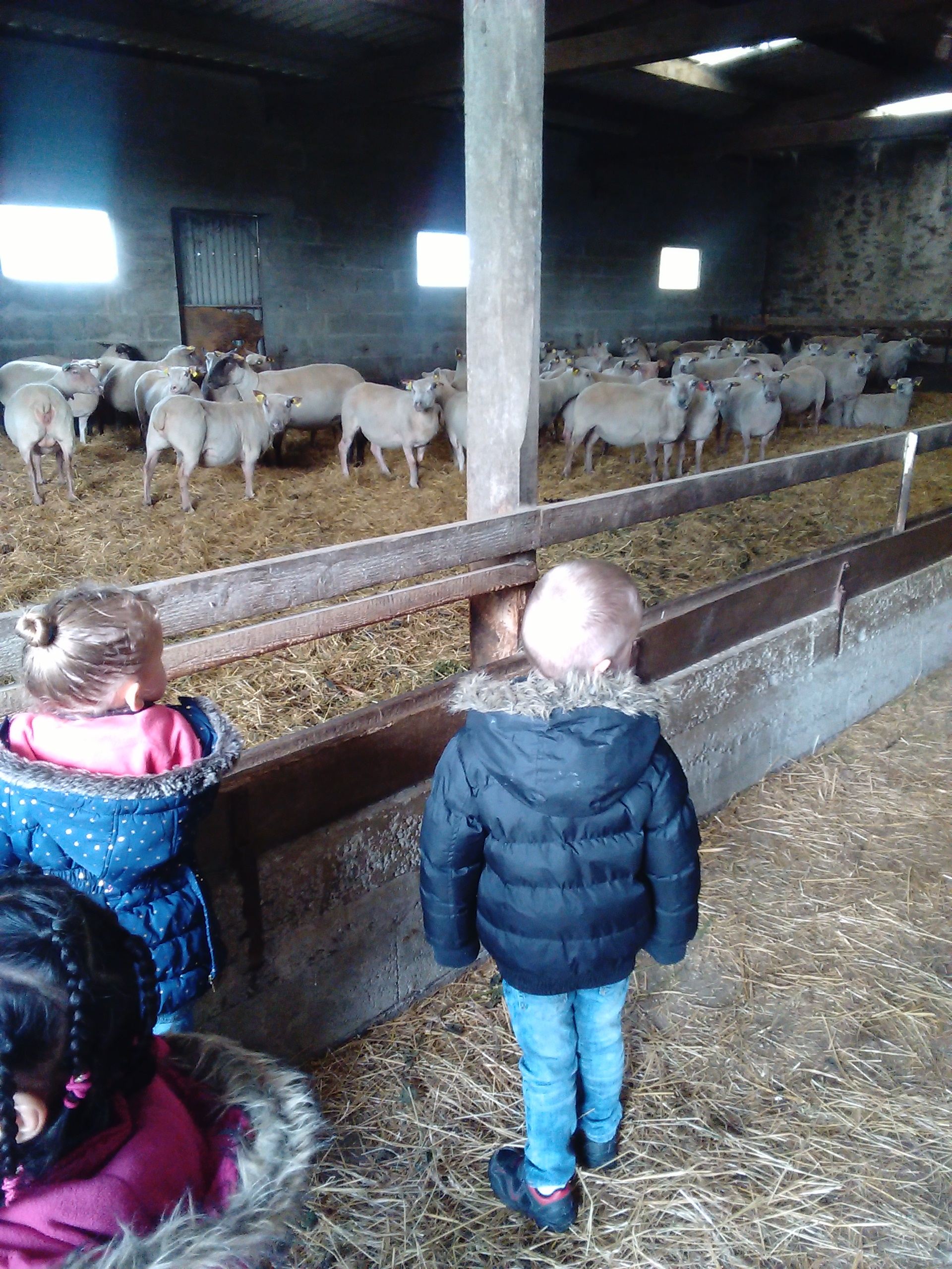 Rencontre Avec Les Animaux De La Ferme De Zo Ecole La Mara Rencontre Avec Les Animaux De La Ferme De Zo Ecole La Mara